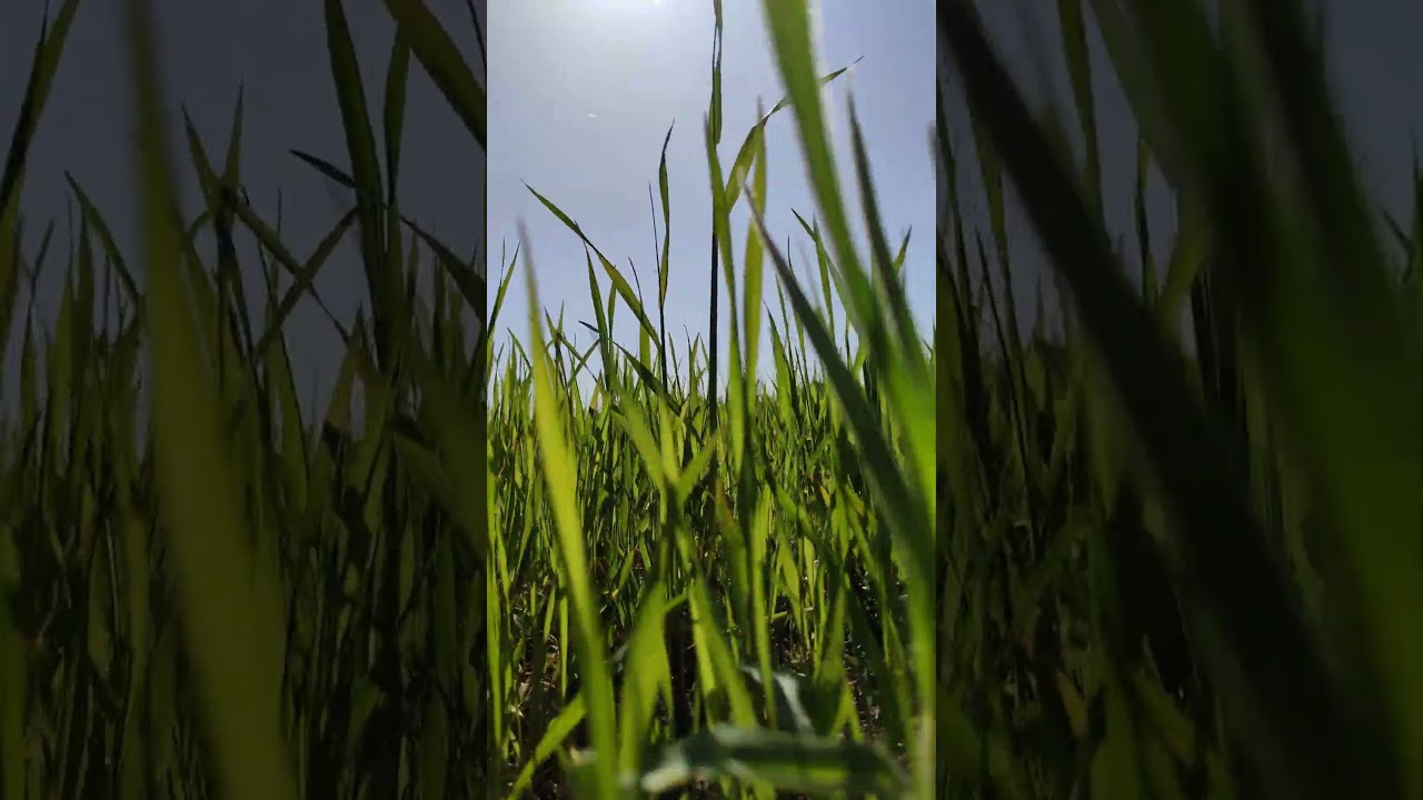 A Relaxing Stroll Through the Grass to the Sound of Jazz 🌱 🎧🌱🎧🌱🎧🌱 - NSN ...