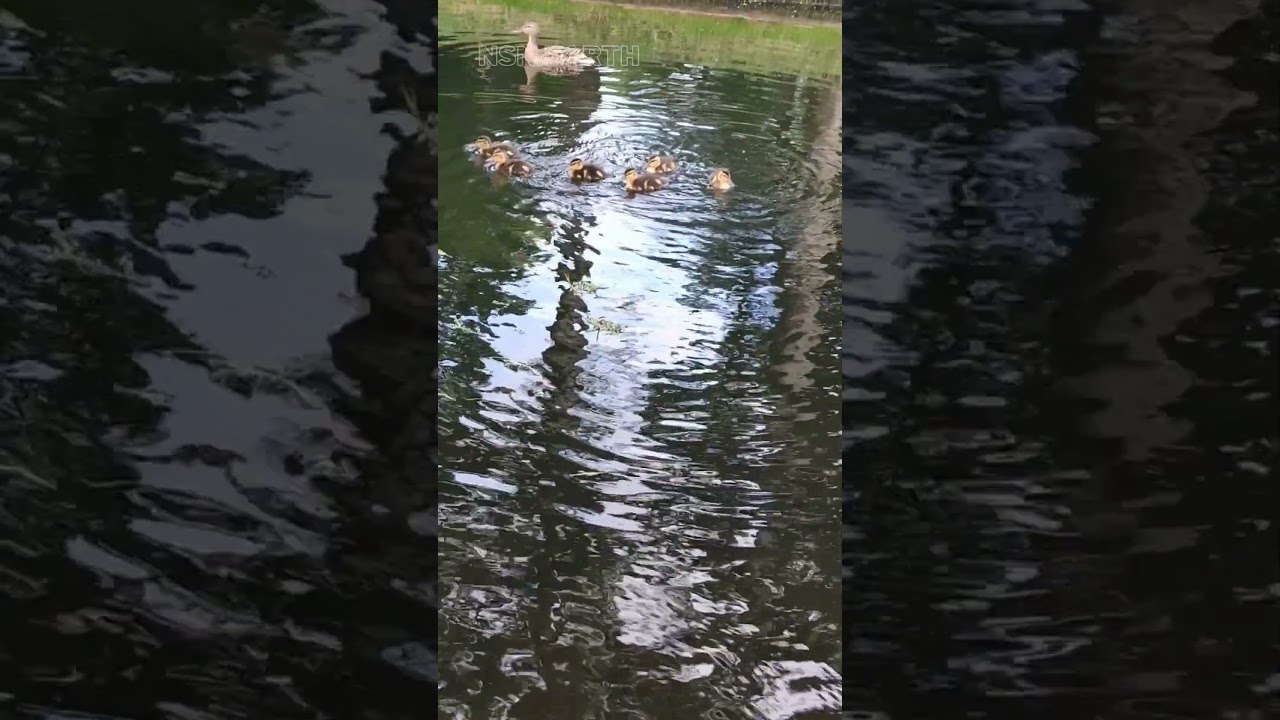 Adorable Duckling Family's First Swim! 🐥💦 - NSN.EARTH